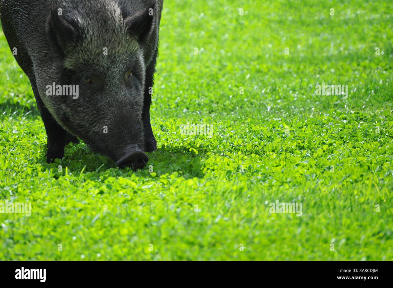 Wild boar sniffing the green grass Stock Photo - Alamy