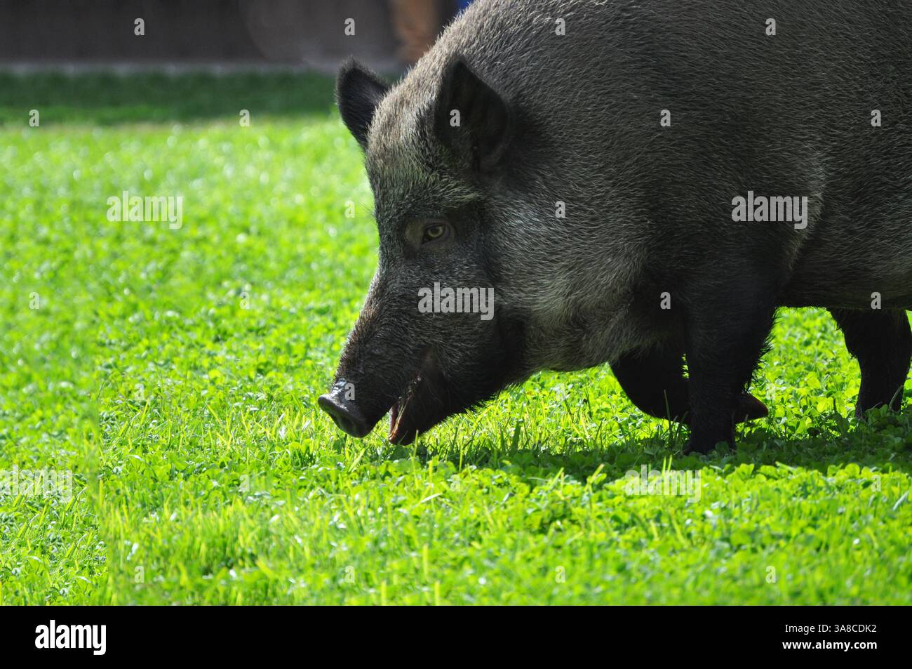 Wild boar running in forest hi-res stock photography and images - Alamy