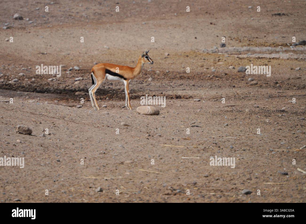 The Cape springbok, inhabits the savannas of southern Africa Stock ...