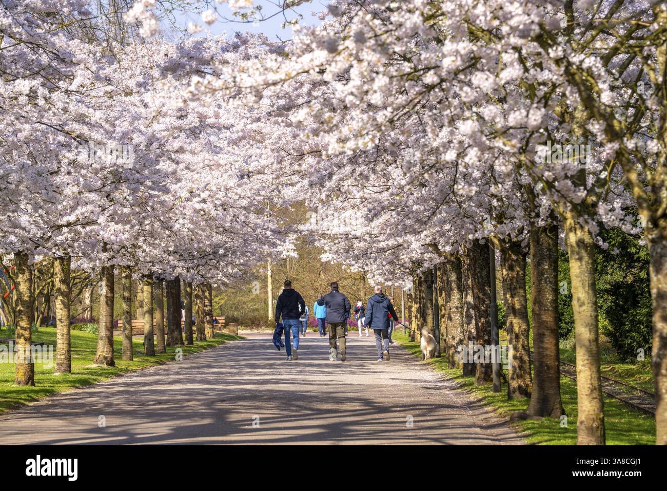 Cherry avenue, ornamental cherry blossom in Grugapark in Essen ...