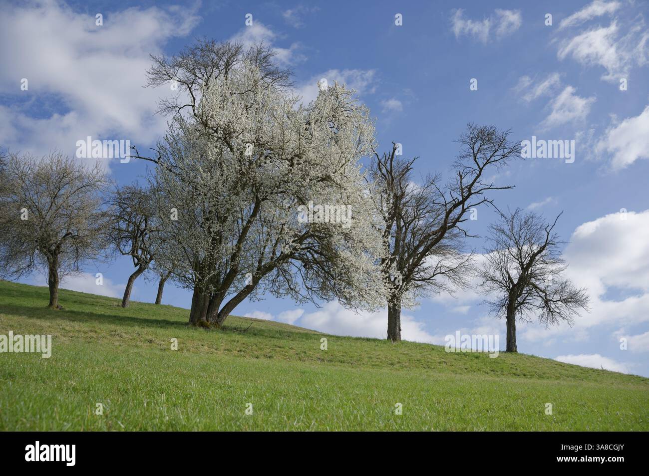 Fruit blossom in a meadow, cherry plum, cherry plum (Prunus cerasifera ...