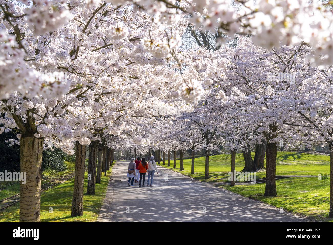 Cherry avenue, ornamental cherry blossom in Grugapark in Essen ...
