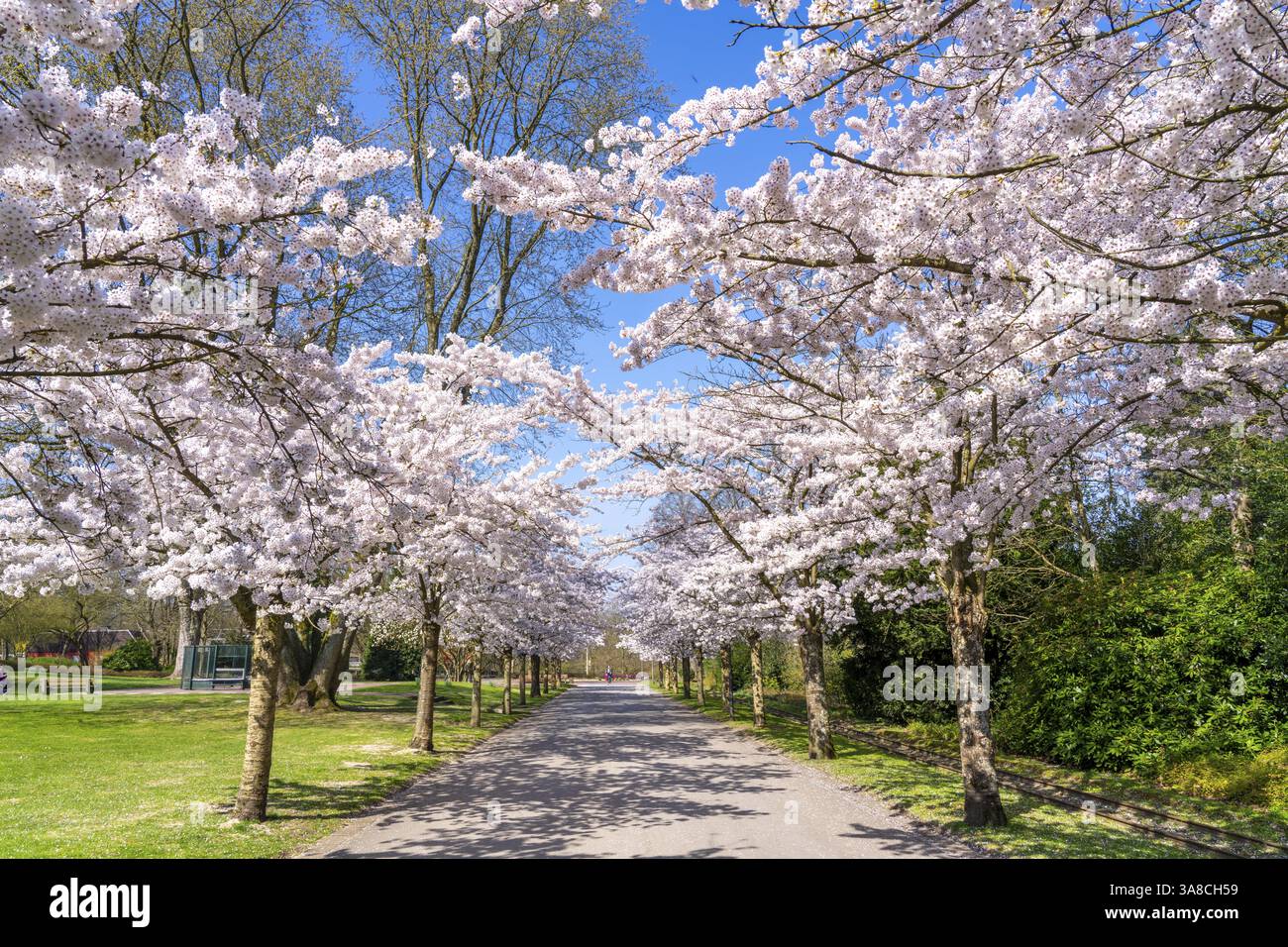 Cherry avenue, ornamental cherry blossom in Grugapark in Essen ...