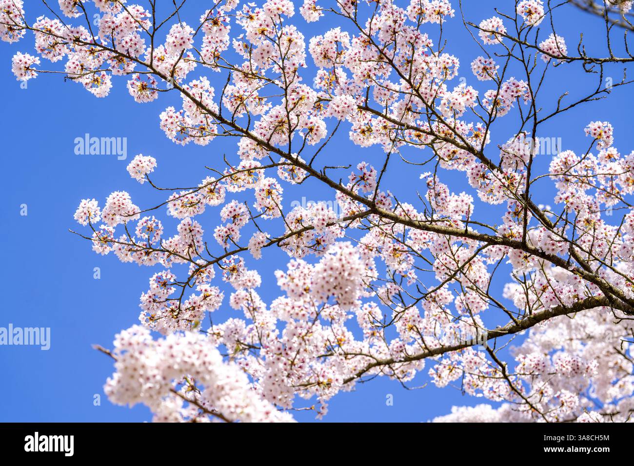 Cherry avenue, ornamental cherry blossom in Grugapark in Essen ...