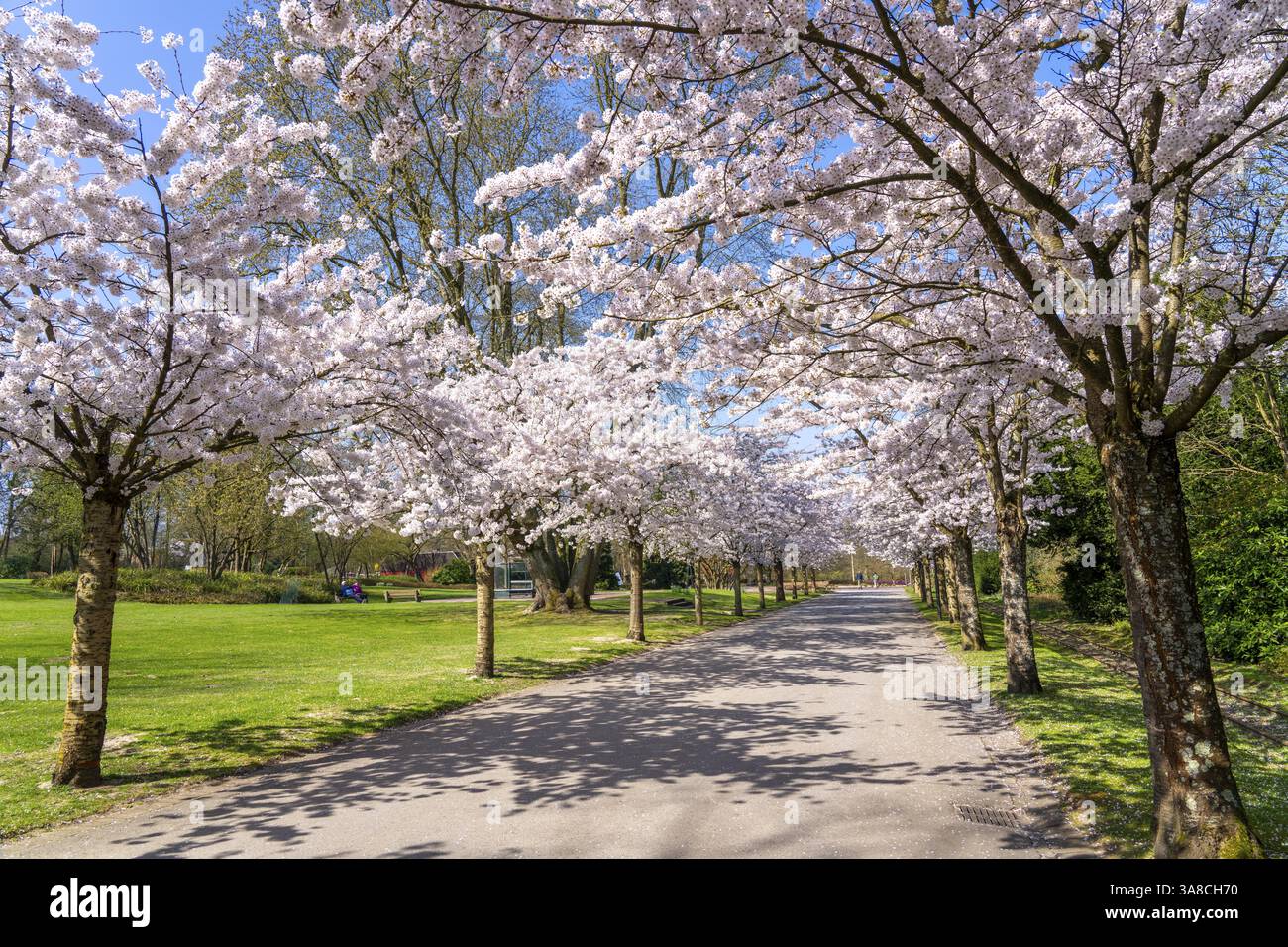Cherry avenue, ornamental cherry blossom in Grugapark in Essen ...