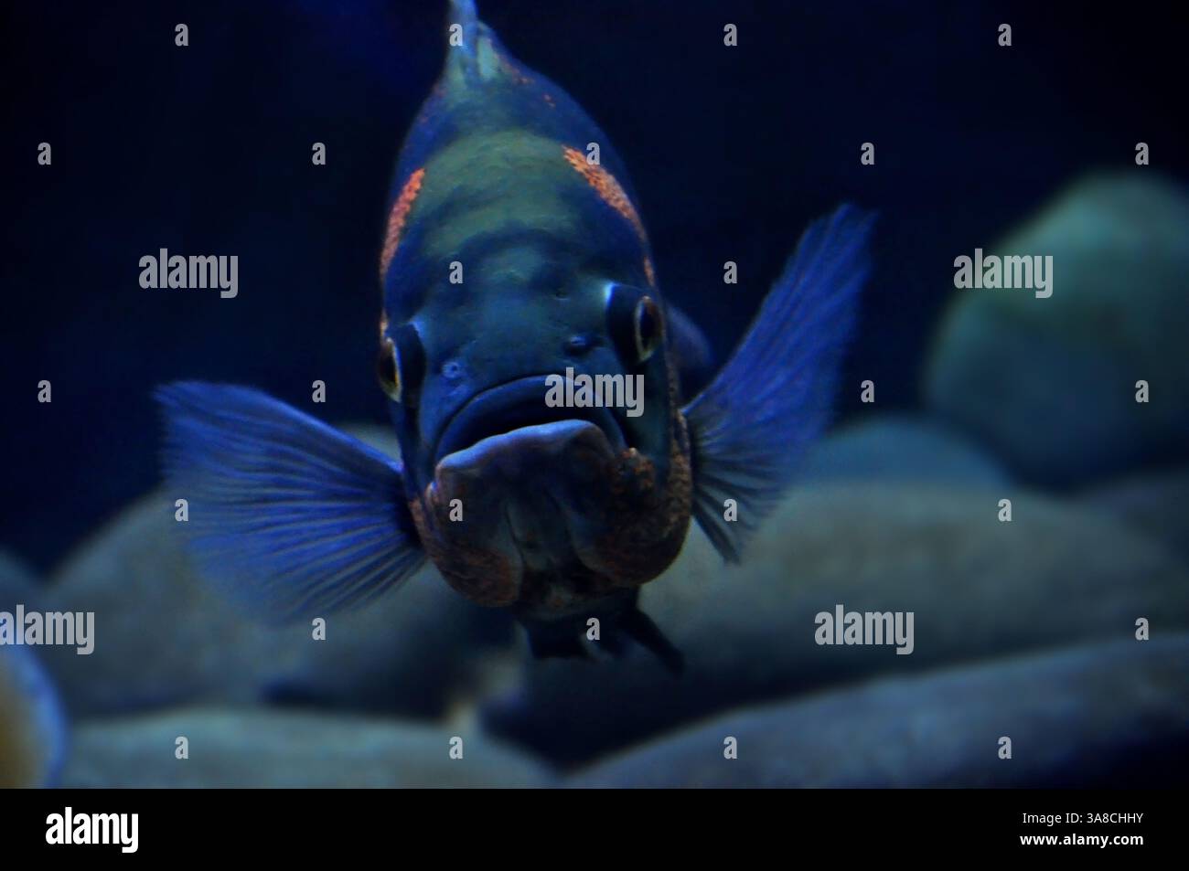 The oscar, copaneca, carahuasú or acara-acui (Astronotus ocellatus) is ...