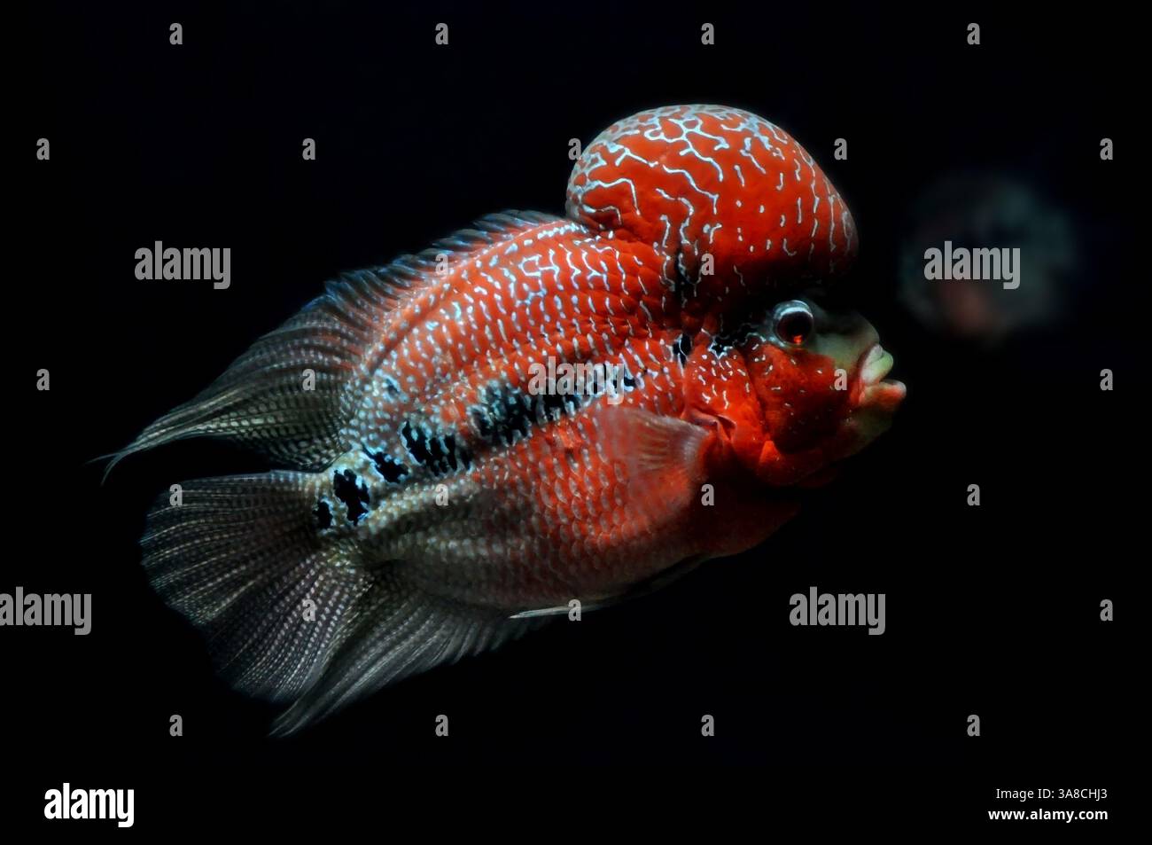Beautiful and colorful Flowerhorn fish Stock Photo - Alamy
