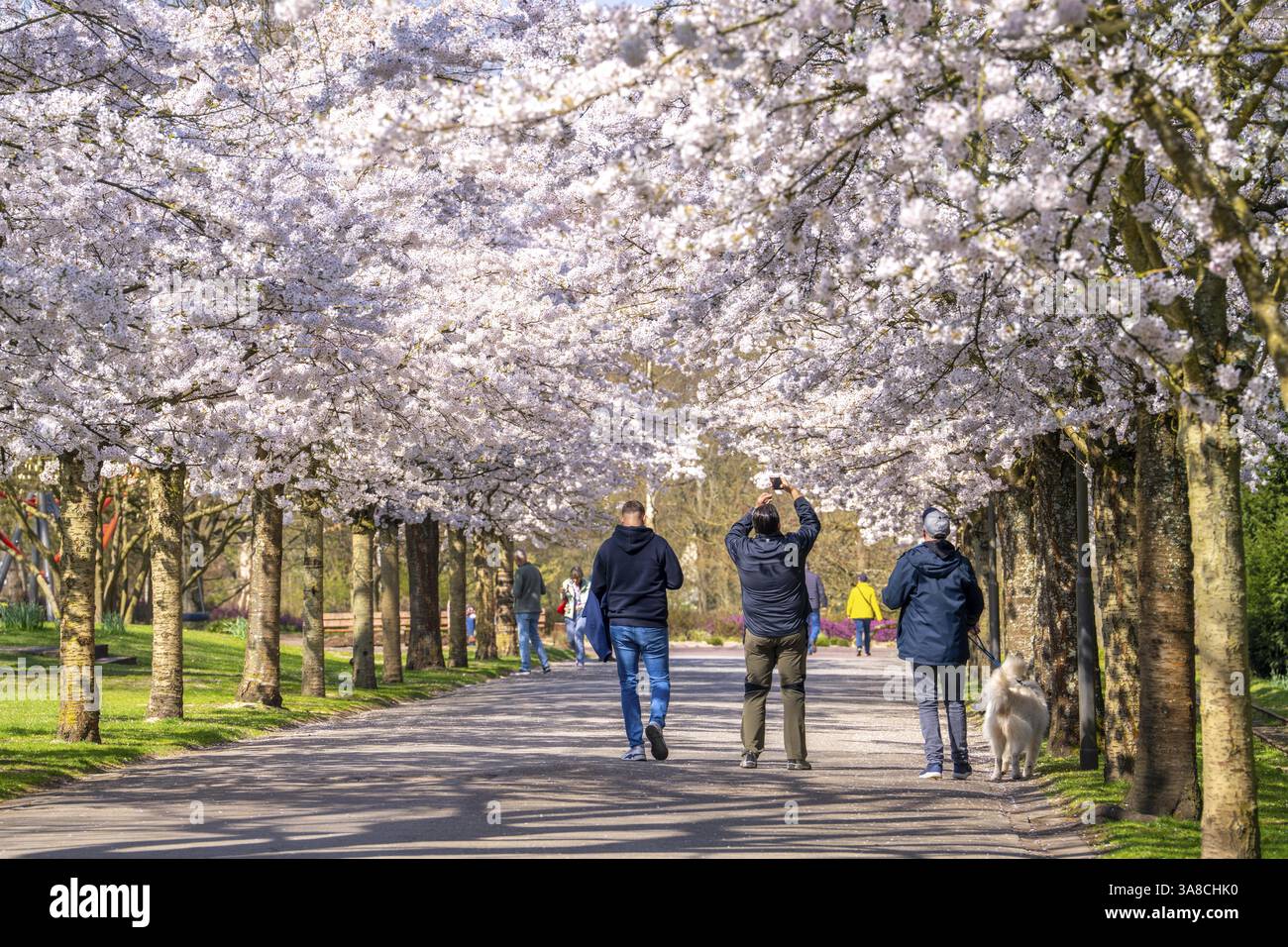 Cherry avenue, ornamental cherry blossom in Grugapark in Essen ...