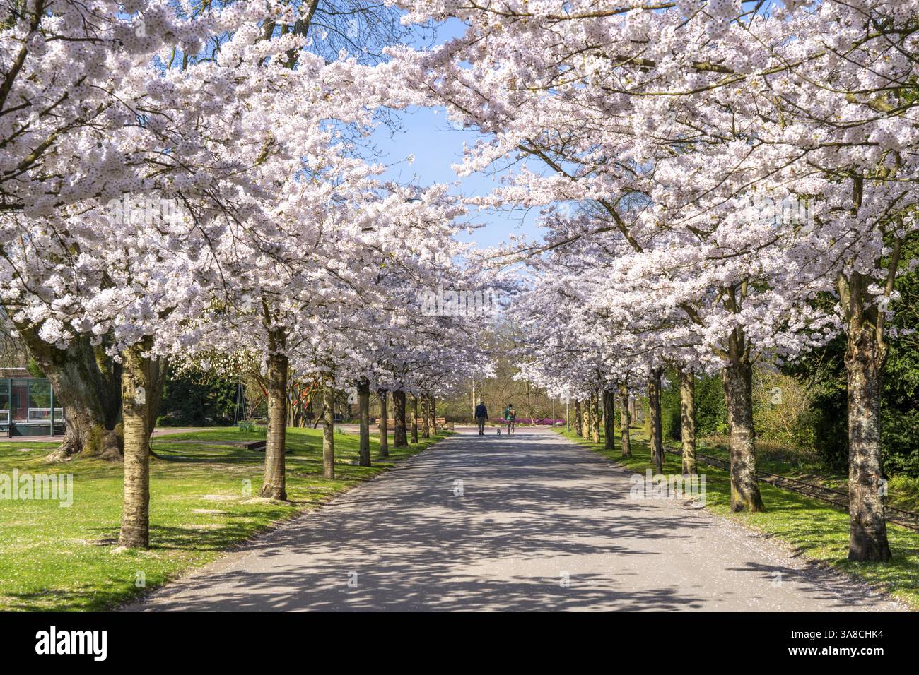 Cherry avenue, ornamental cherry blossom in Grugapark in Essen ...