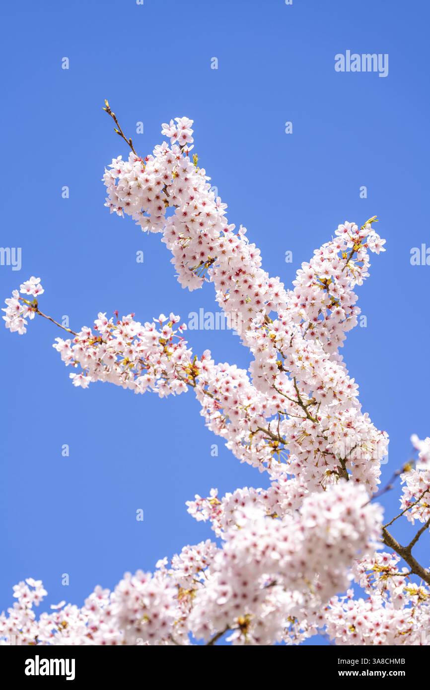 Cherry avenue, ornamental cherry blossom in Grugapark in Essen ...