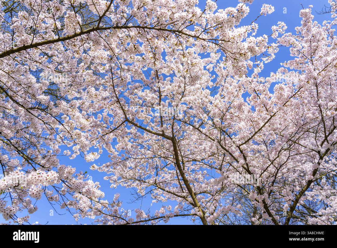 Cherry avenue, ornamental cherry blossom in Grugapark in Essen ...