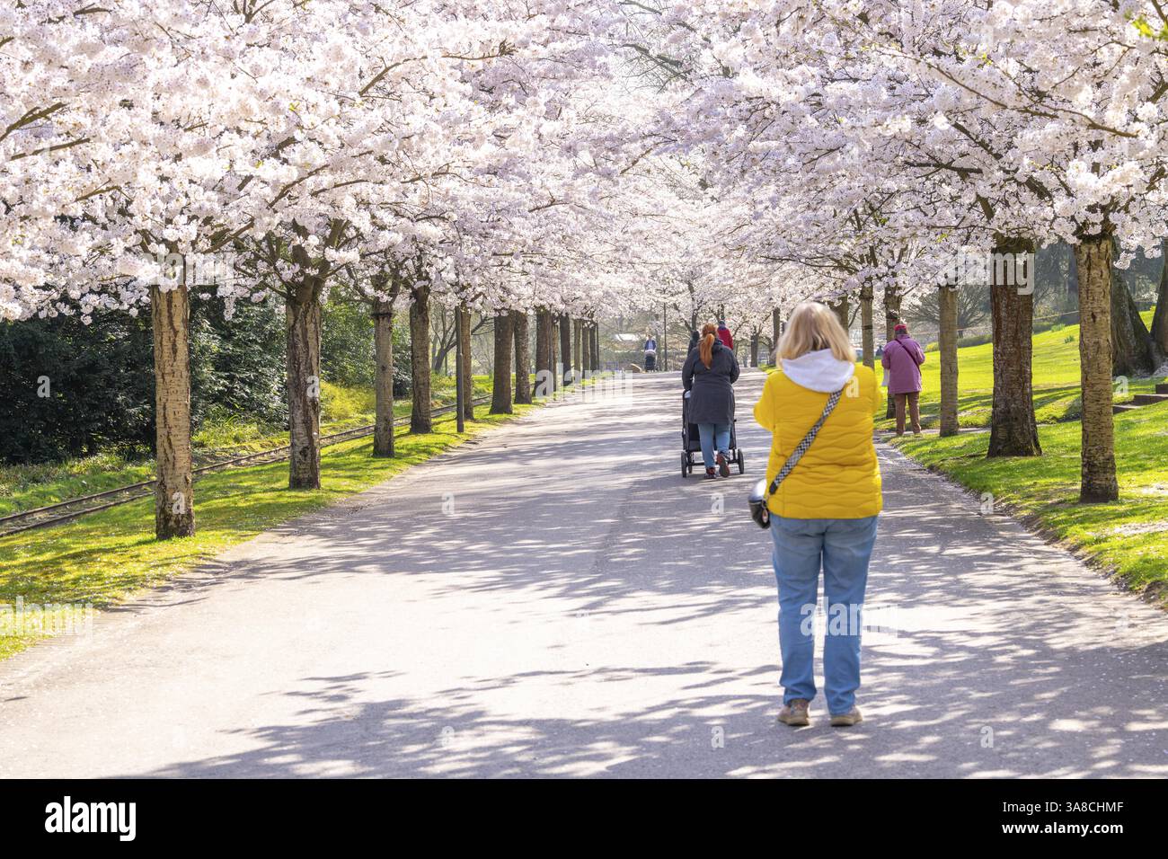 Cherry avenue, ornamental cherry blossom in Grugapark in Essen ...