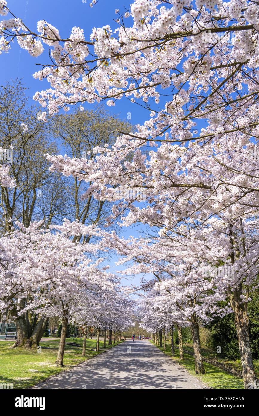Cherry avenue, ornamental cherry blossom in Grugapark in Essen ...