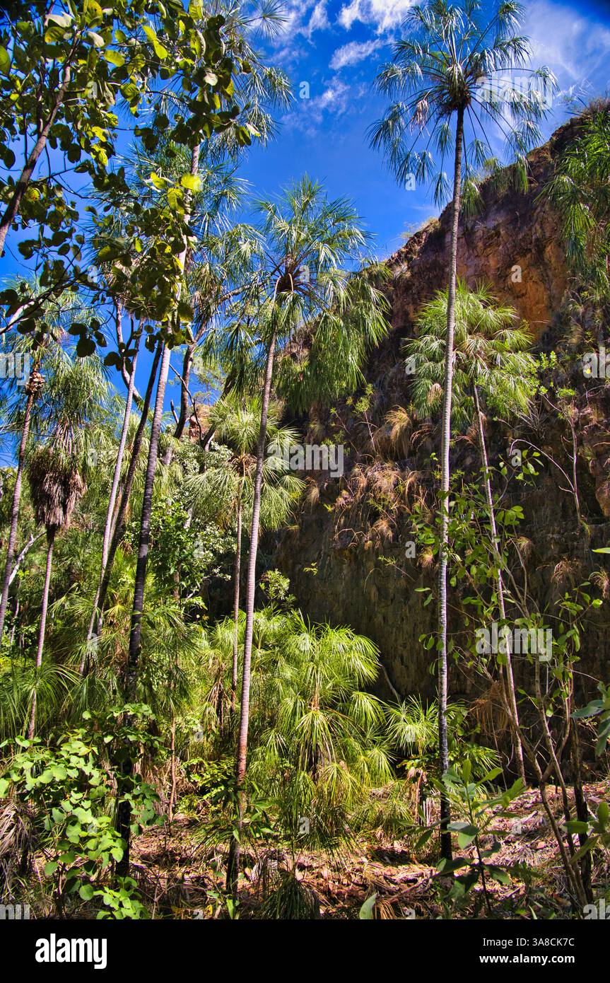 Victoria River fan palms (Livistona victoriae) in the remote Butterfly ...