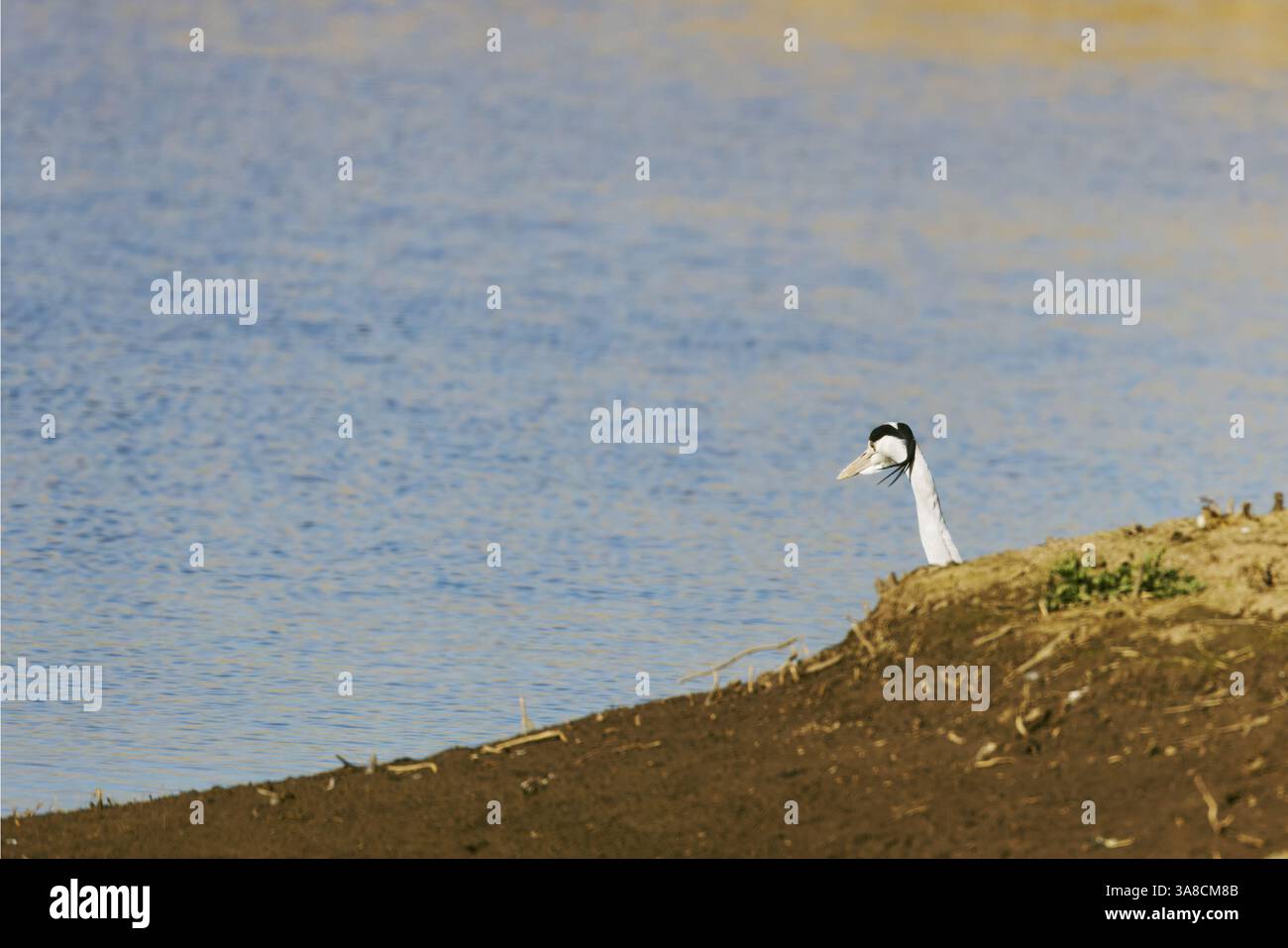Heeron peeking out from behind mud bank Stock Photo - Alamy