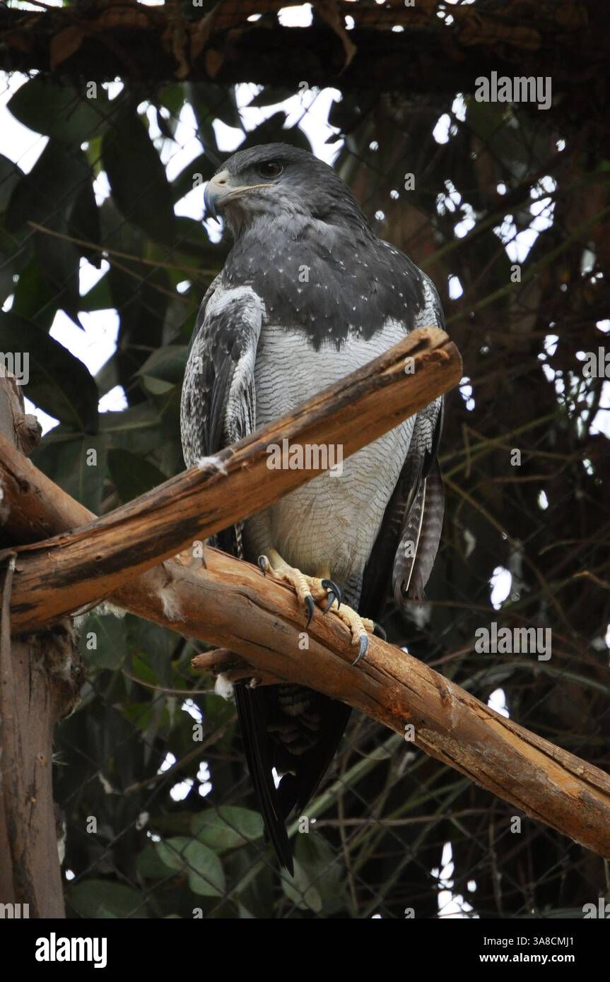 Gray eagle bird hi-res stock photography and images - Alamy