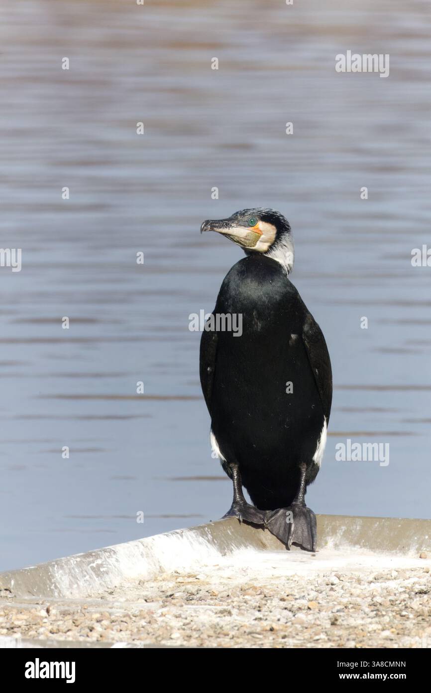 Whisby birds hi-res stock photography and images - Alamy