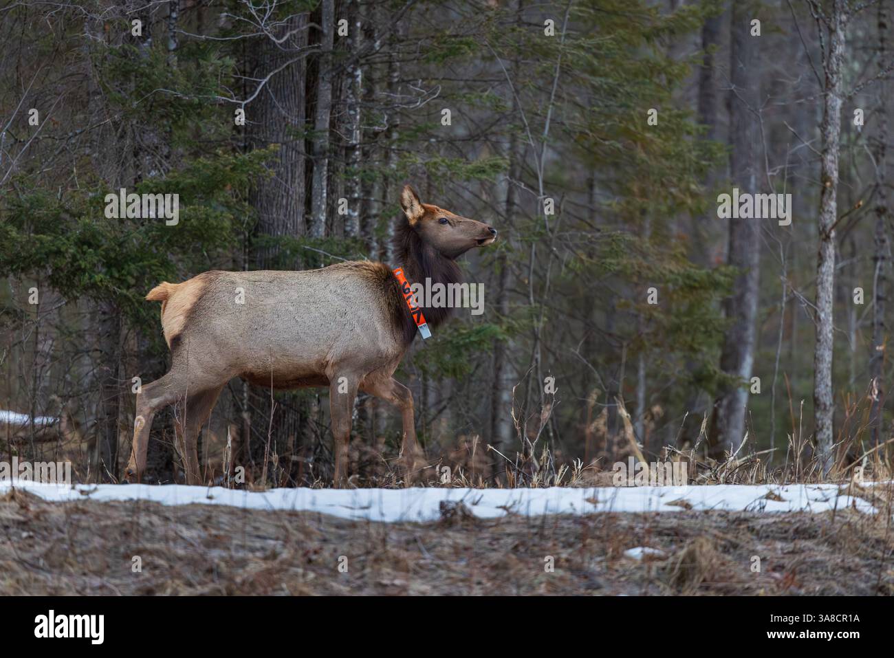 Cow elk in the Clam Lake area of northern Wisconsin Stock Photo - Alamy