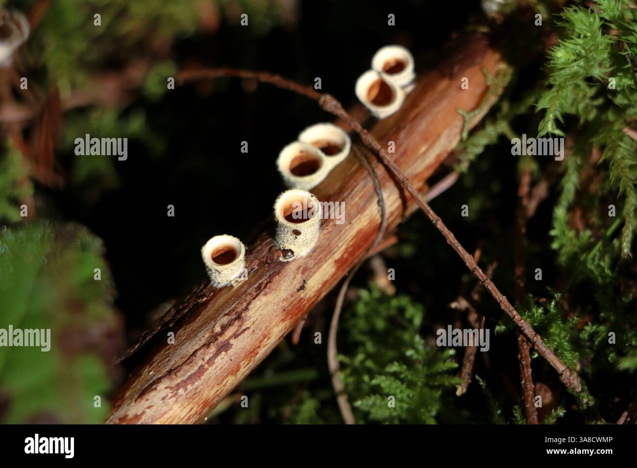 Nidula niveotomentosa, also known as jellied bird's nest fungus ...