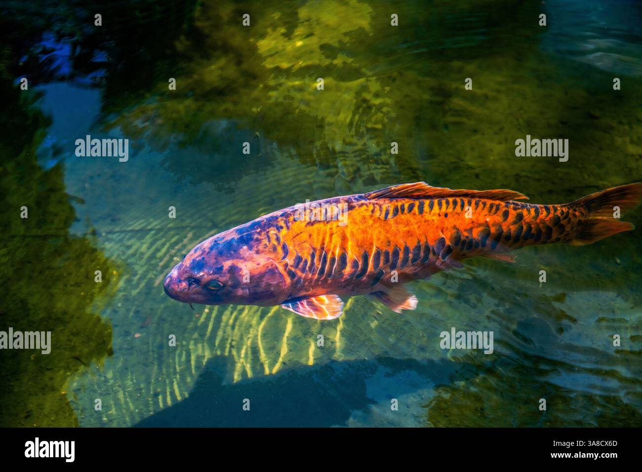 Amazing KOI carp in water in a Japanese garden: white with red (orange ...