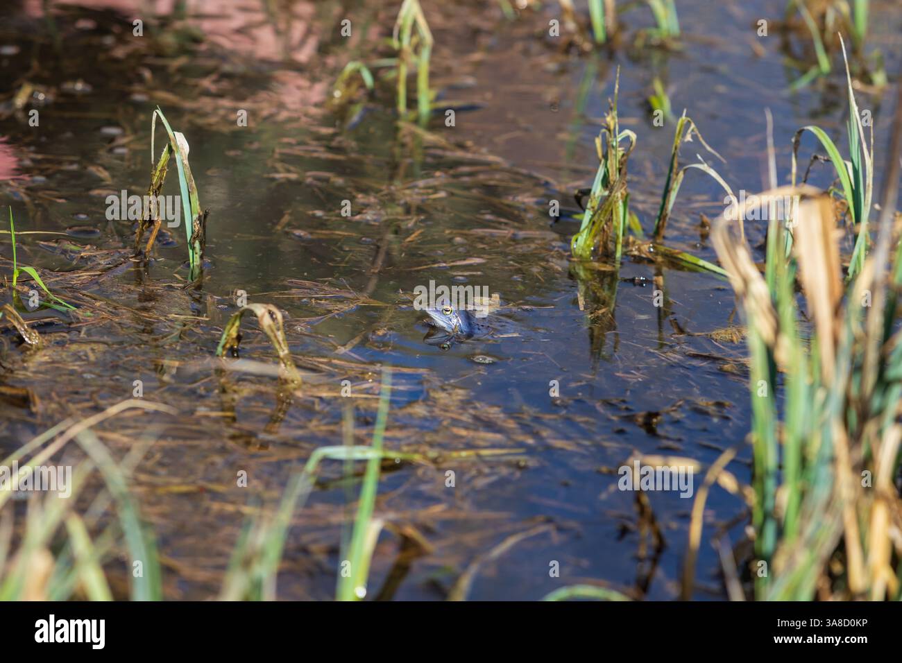Blue frog on the surface of a swamp. The blue-tailed frog- rana arvalis ...