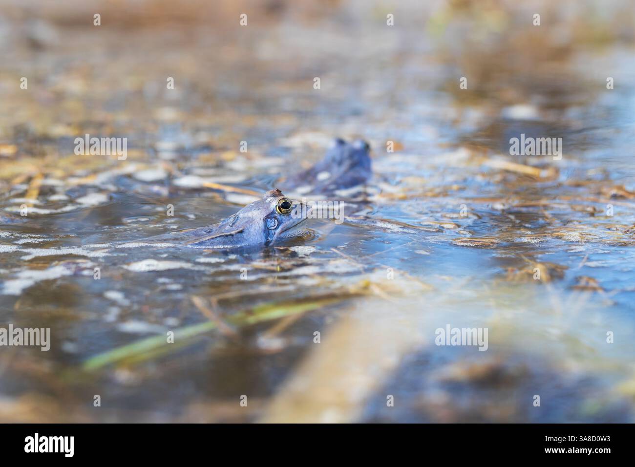 Blue frog on the surface of a swamp. The blue-tailed frog- rana arvalis ...