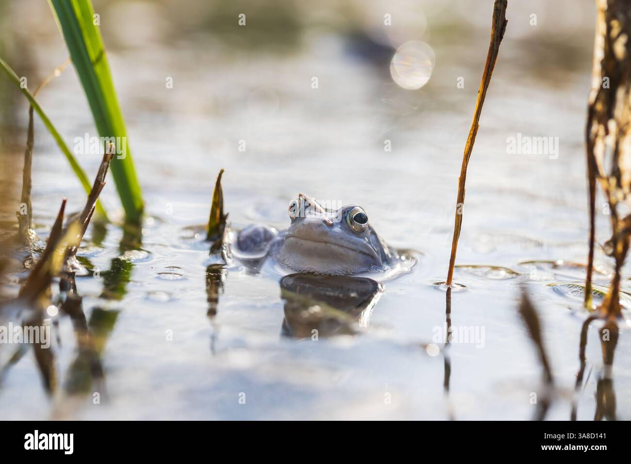 Blue frog on the surface of a swamp. The blue-tailed frog- rana arvalis ...
