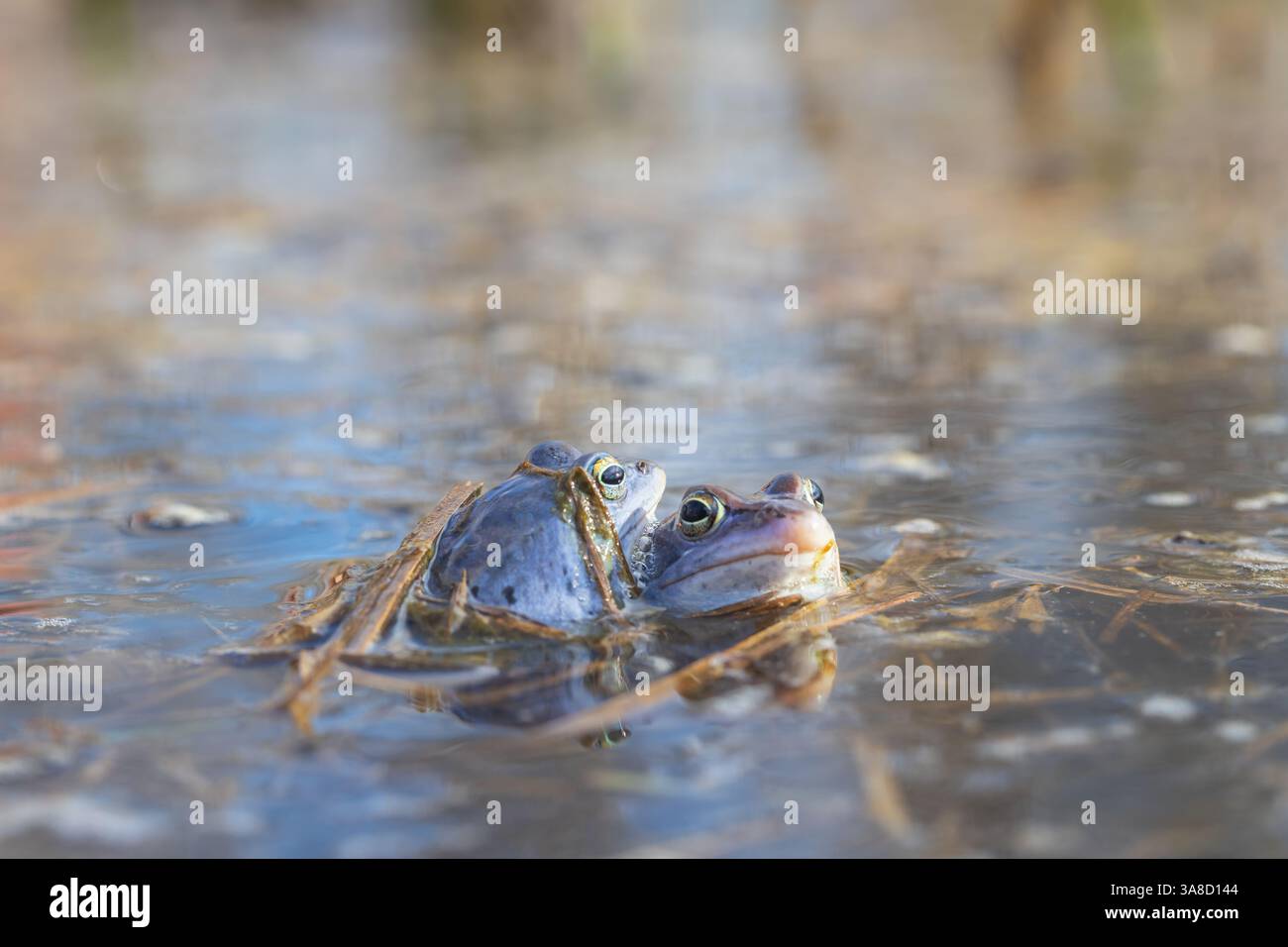 Blue frog on the surface of a swamp. The blue-tailed frog- rana arvalis ...