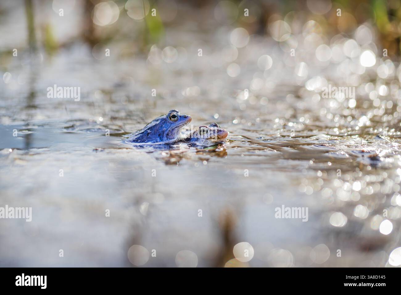 Blue frog on the surface of a swamp. The blue-tailed frog- rana arvalis ...