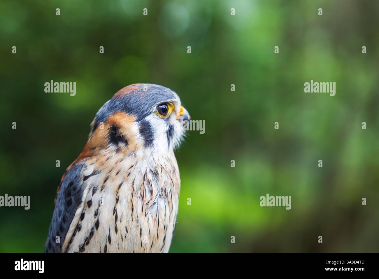 Beautiful little predator Sparrowhawk - Falco sparverius led by a ...