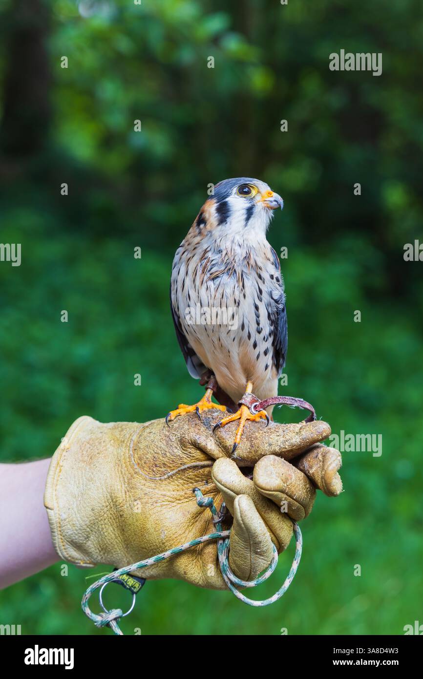 Beautiful little predator Sparrowhawk - Falco sparverius led by a ...