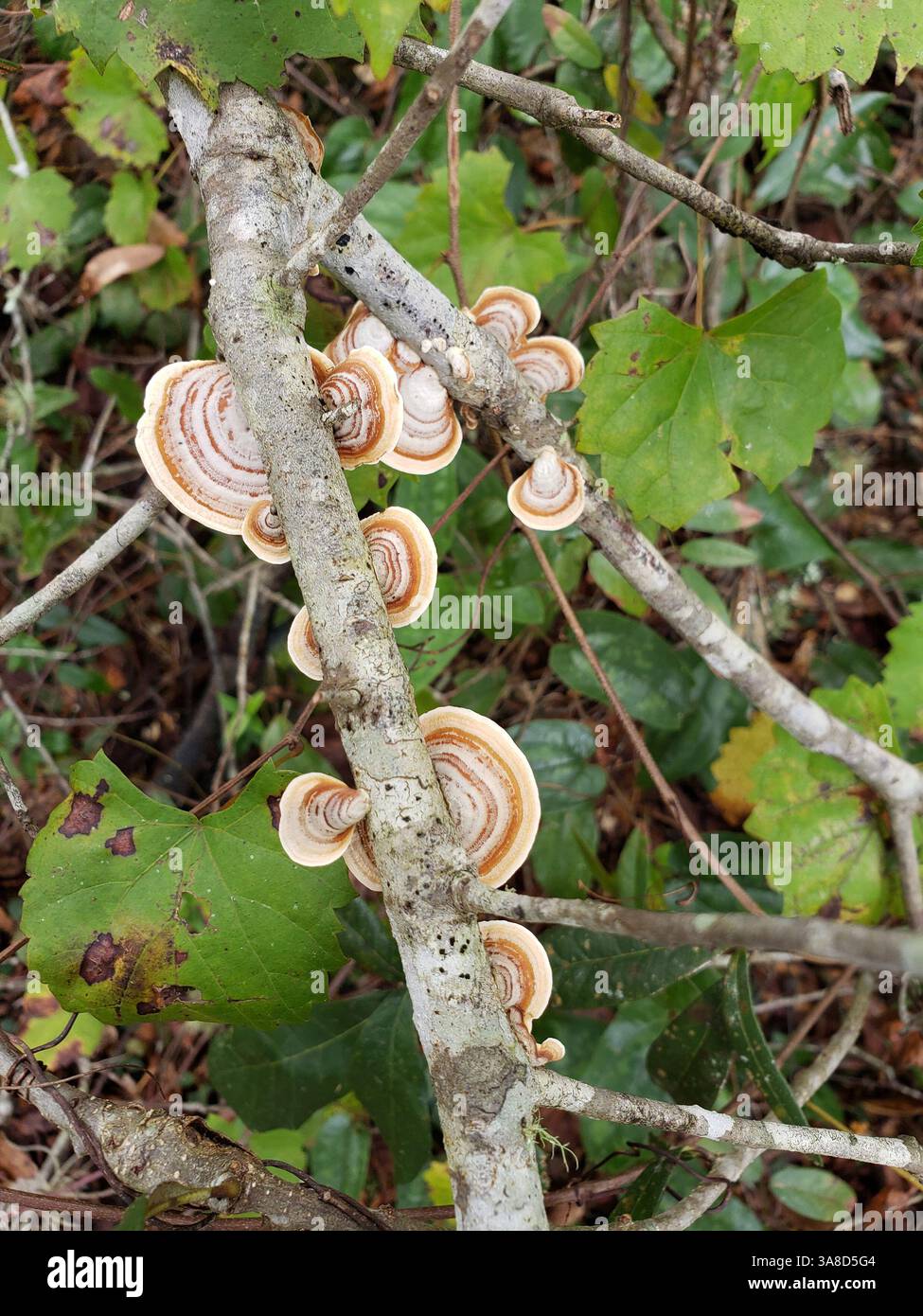 Inamyloid spores hi-res stock photography and images - Alamy