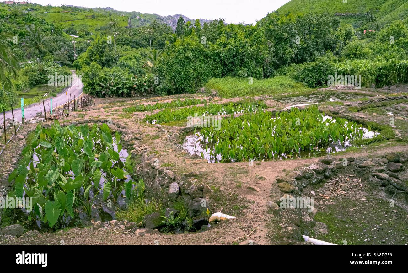 Grow Kalo (Taro) plants small scale plantation in cascaded irrigated ...