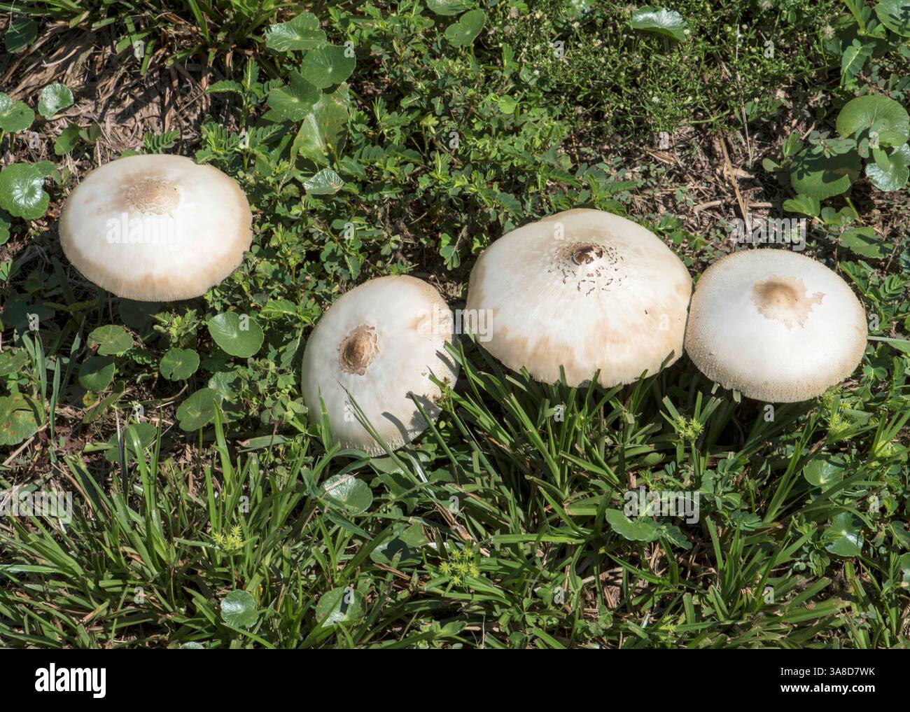 Chlorophyllum molybdites, also called "false parasol" or "green-spored ...