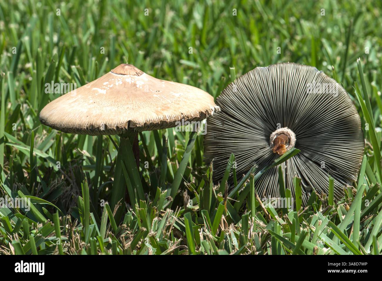 Chlorophyllum molybdites, also called "false parasol" or "green-spored ...