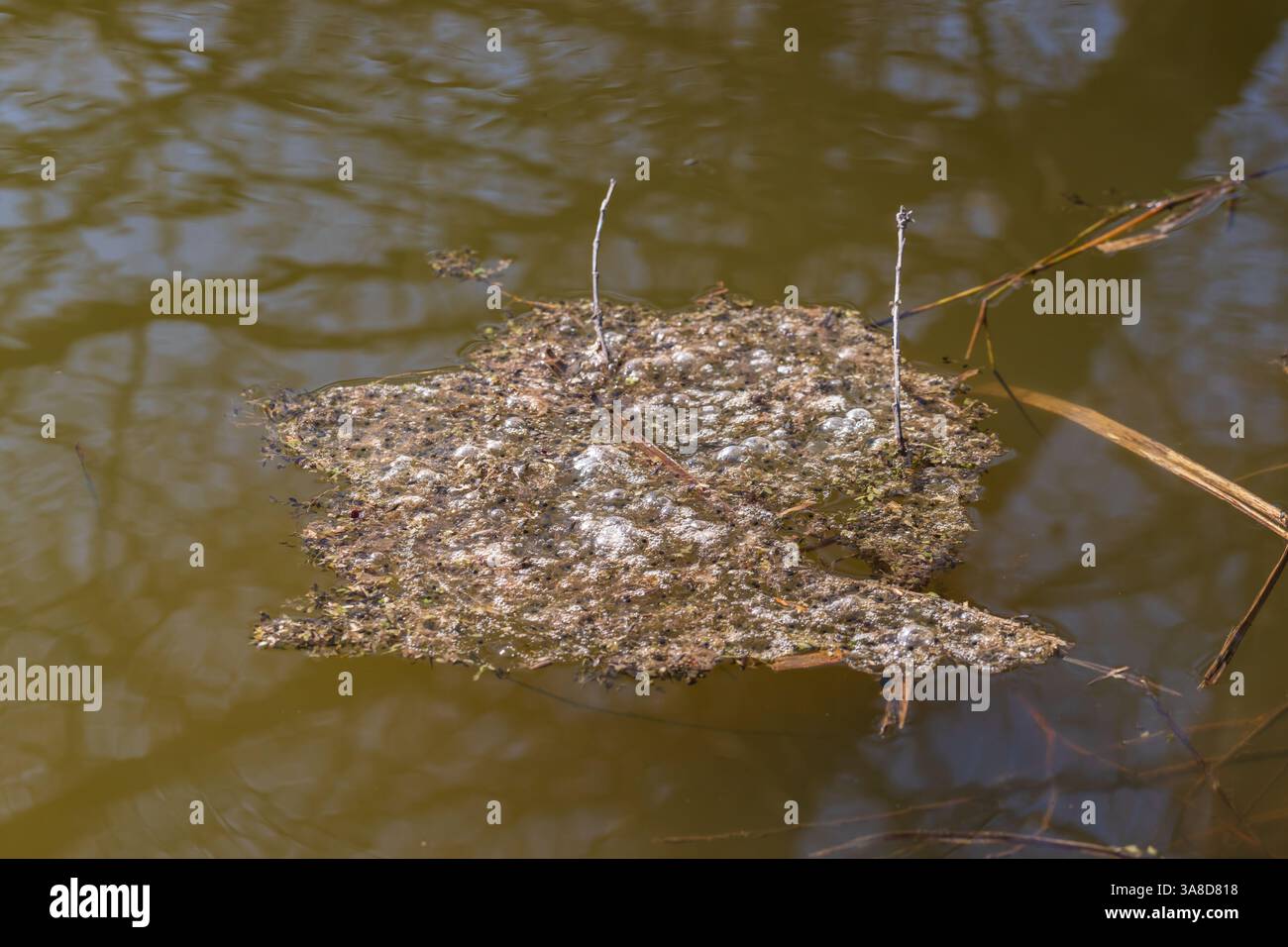 Pickled eggs from frogs on the surface of the pond. The fry floats on ...