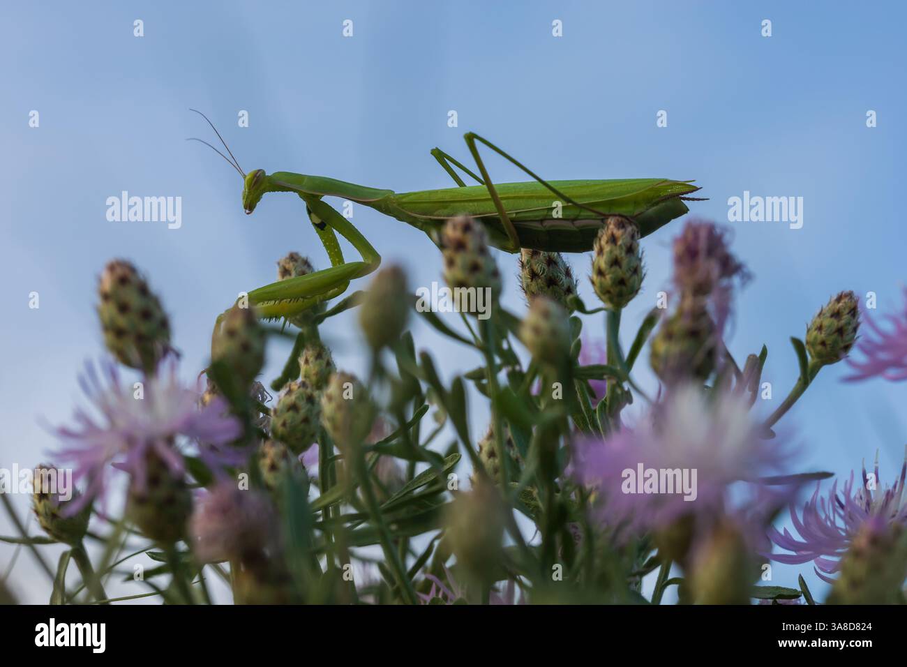 Mantis - Mantis religiosa green animal sitting on a blade of grass in a ...