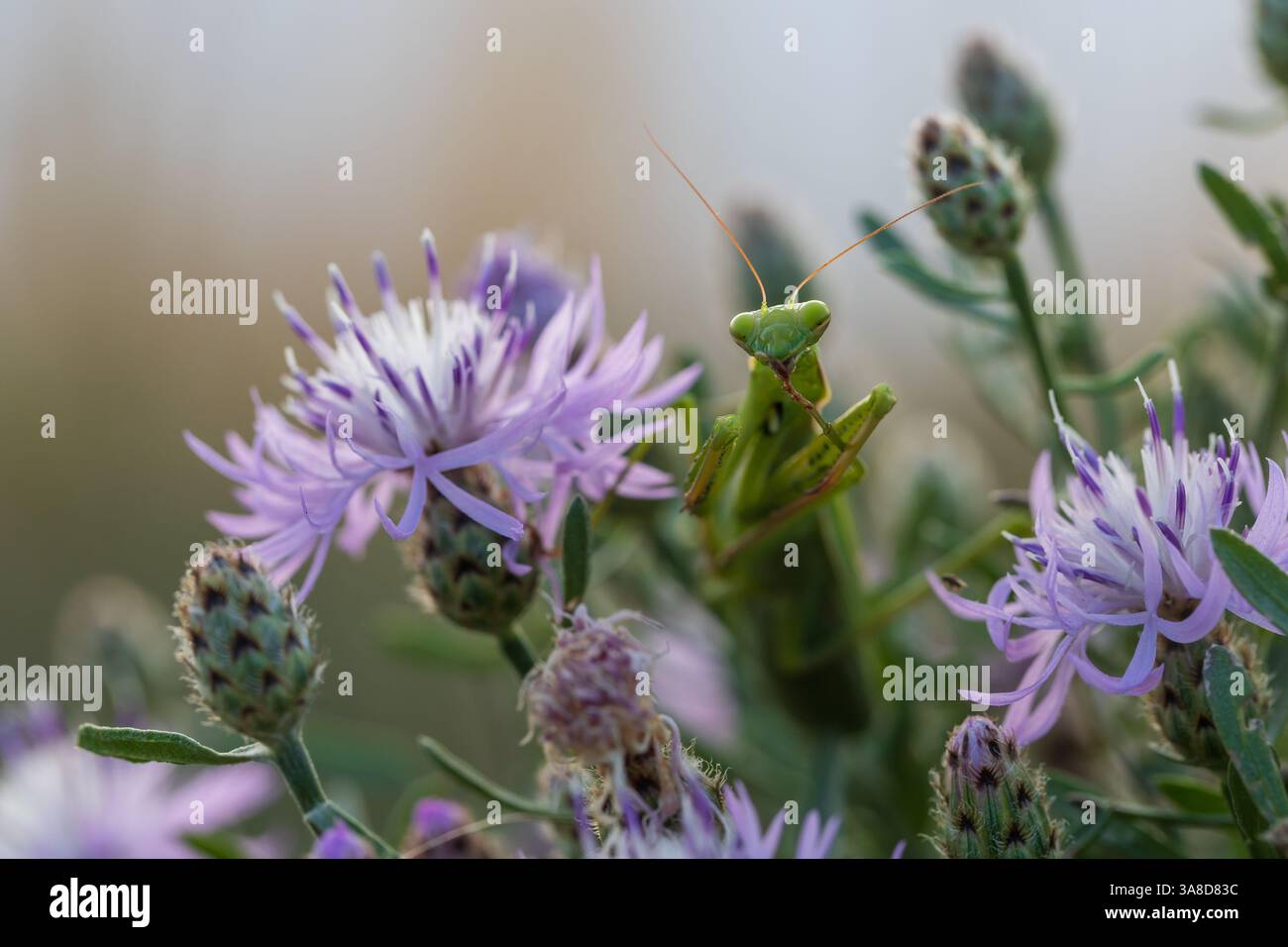 Mantis - Mantis religiosa green animal sitting on a blade of grass in a ...