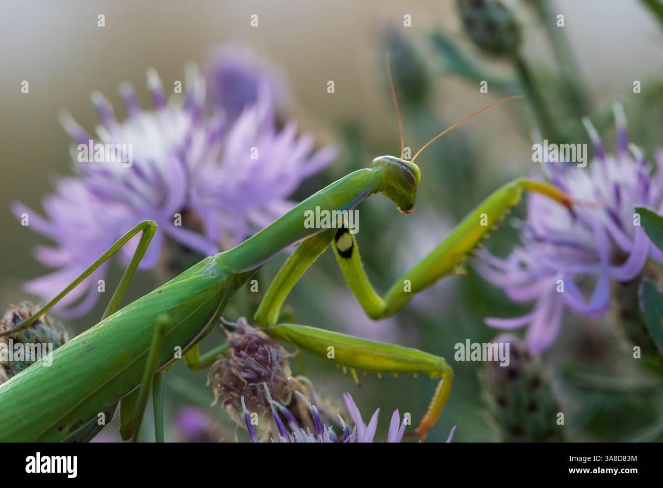 Mantis - Mantis religiosa green animal sitting on a blade of grass in a ...