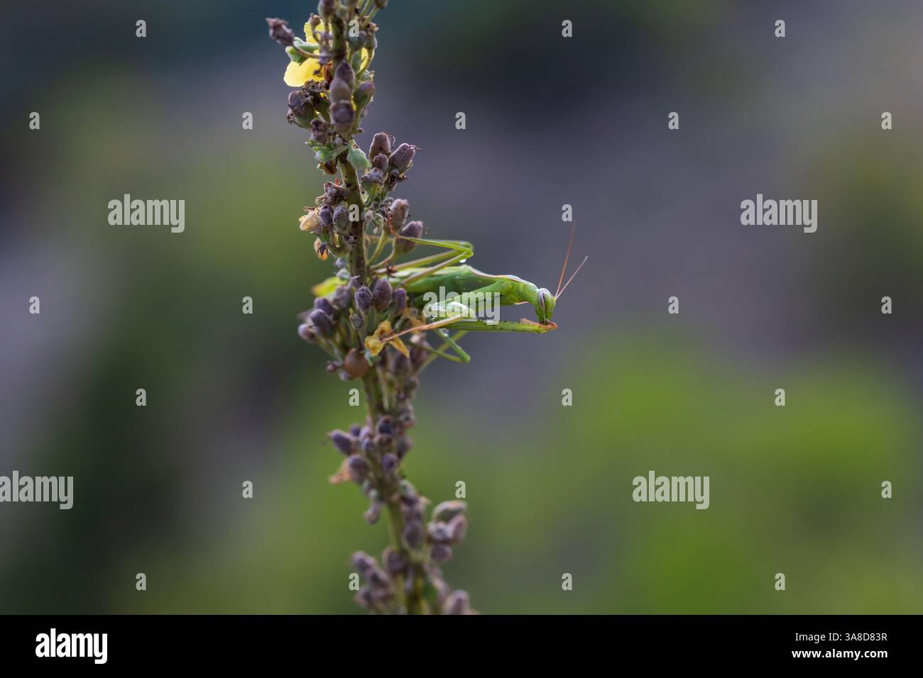 Mantis - Mantis religiosa green animal sitting on a blade of grass in a ...