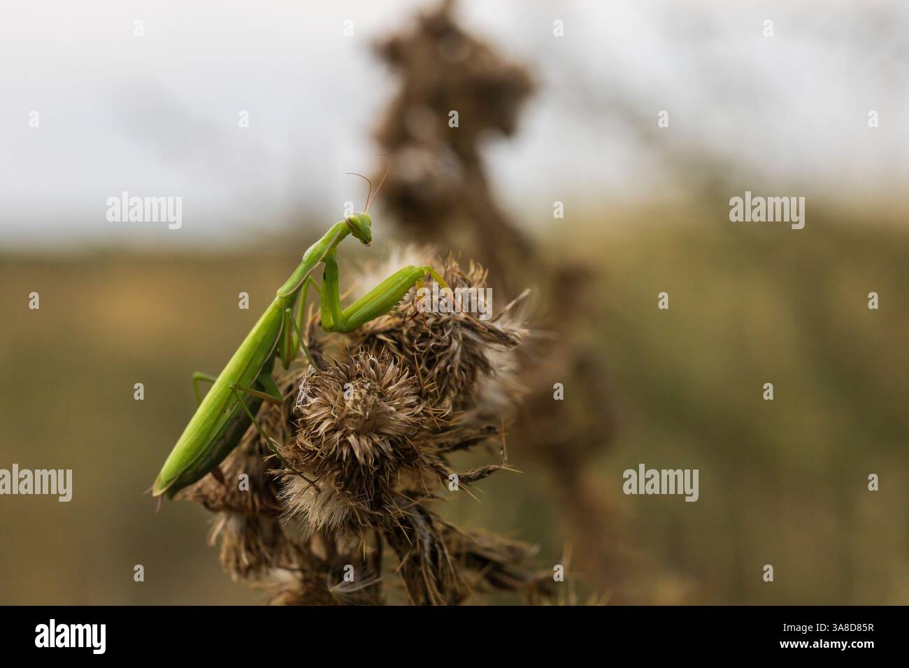 Mantis - Mantis religiosa green animal sitting on a blade of grass in a ...