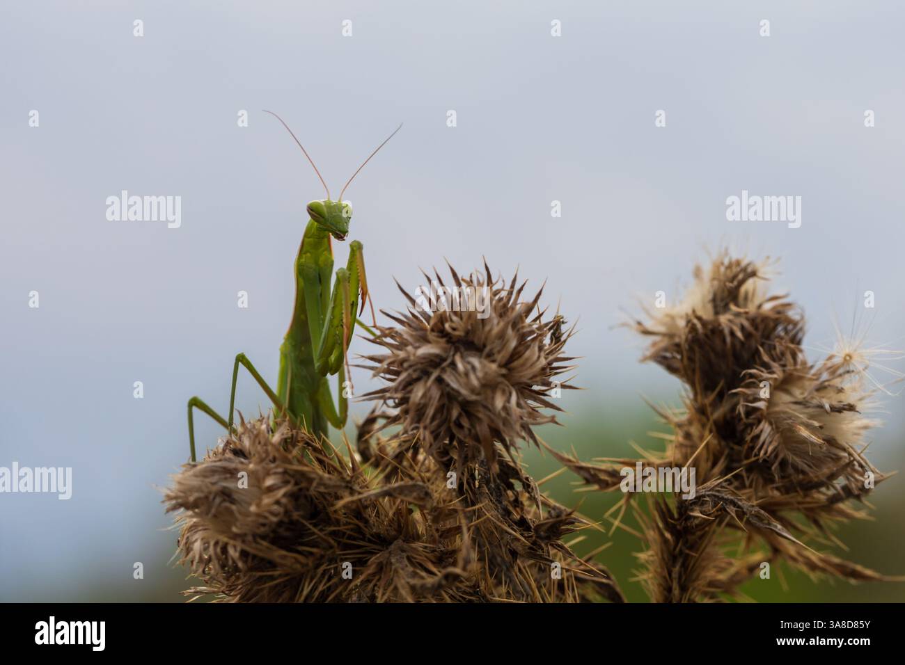 Mantis - Mantis religiosa green animal sitting on a blade of grass in a ...