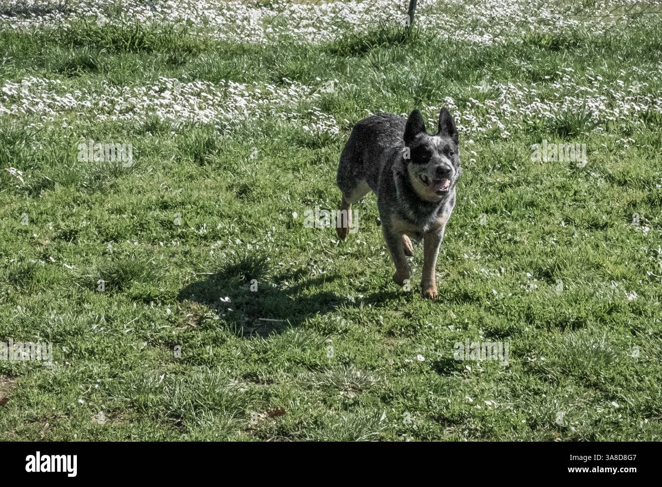Bunji, the australian cattle dog blue heeler playing on a meadow Stock ...