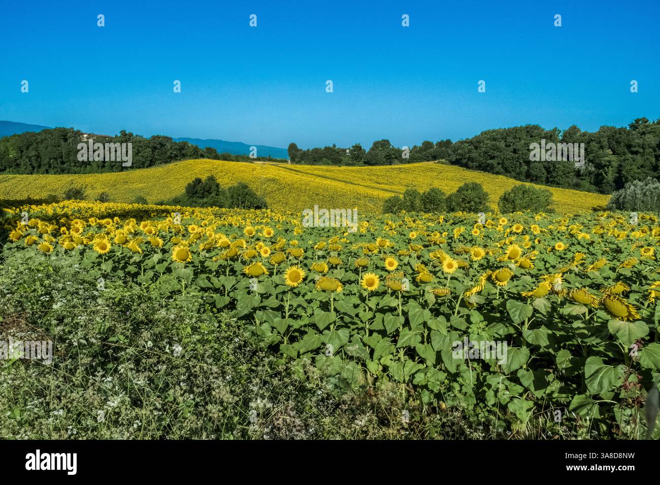 Sunflowers in morning summer field hi-res stock photography and images ...
