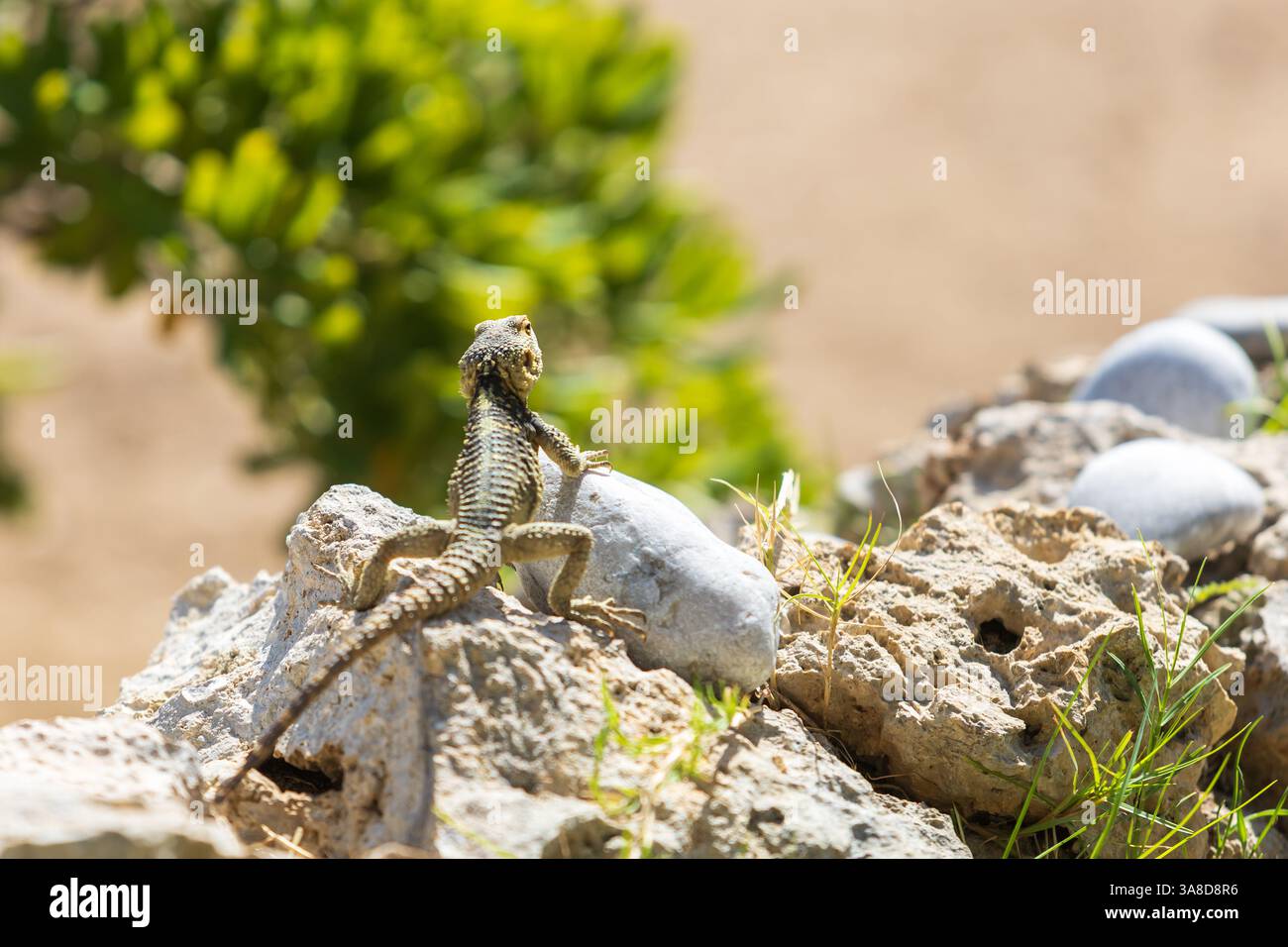 A large wild lizard on a rock Stock Photo - Alamy