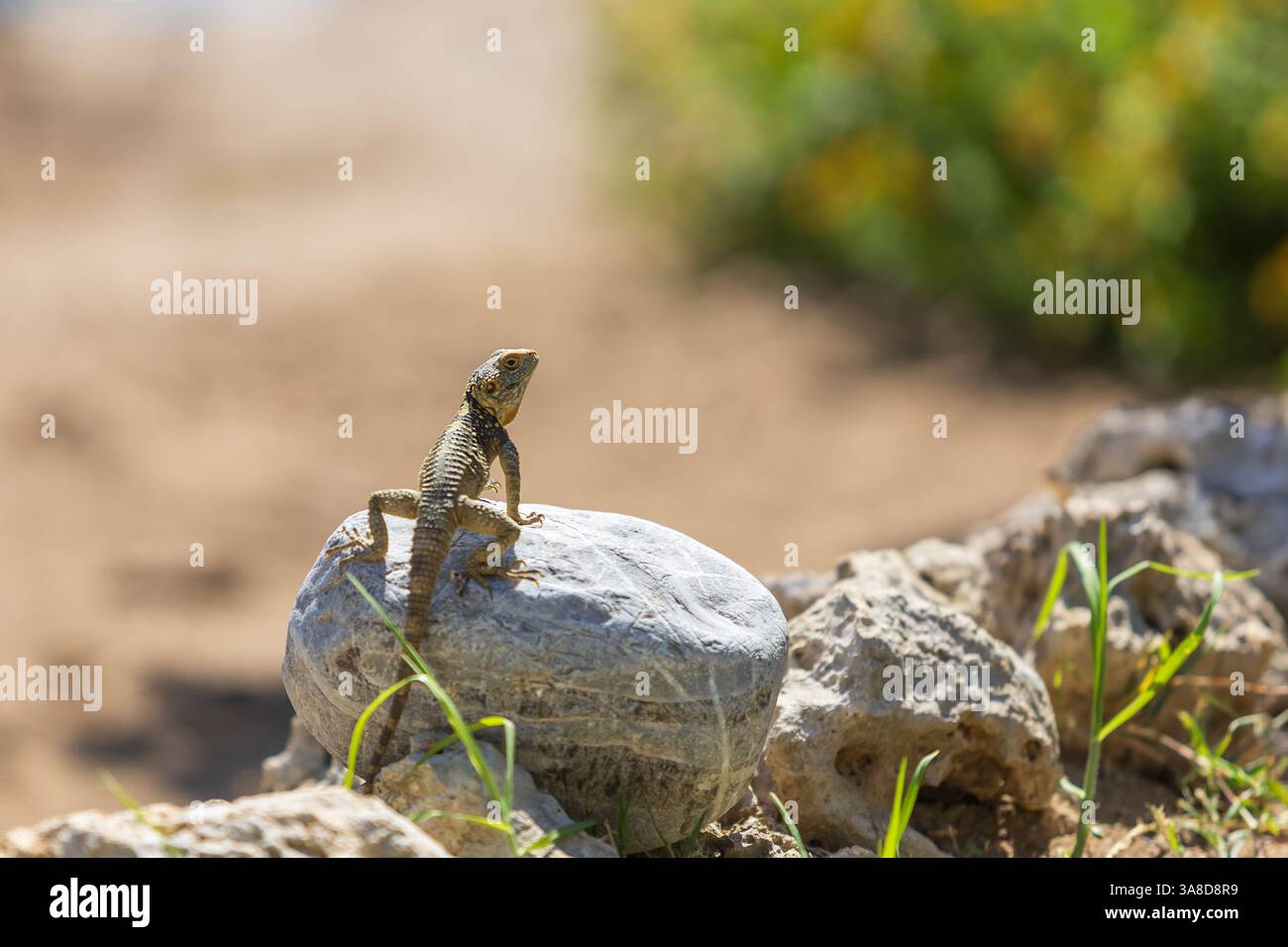 A large wild lizard on a rock Stock Photo - Alamy