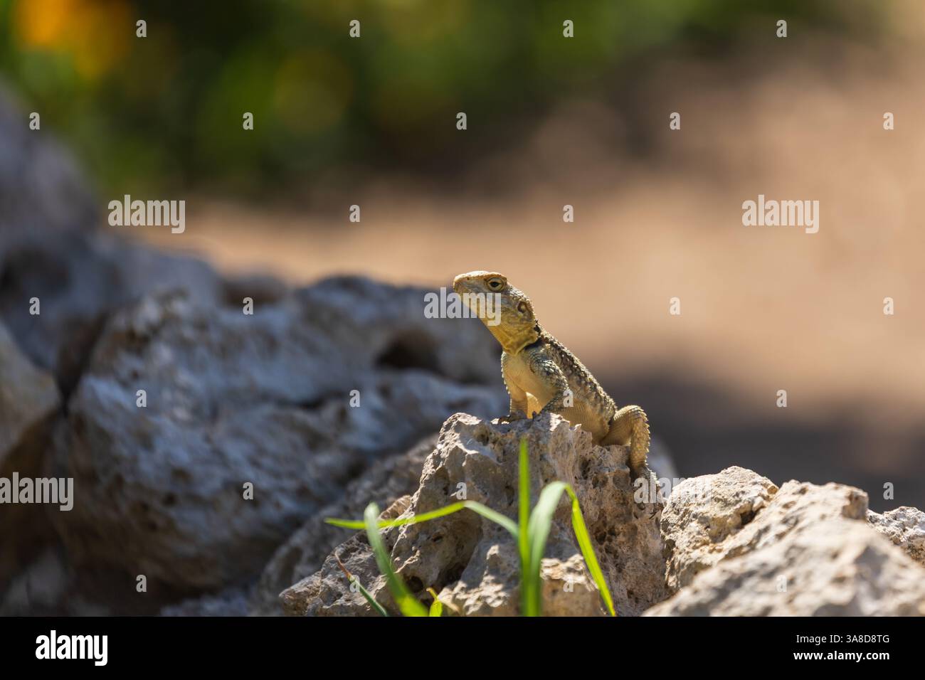 A large wild lizard on a rock Stock Photo - Alamy