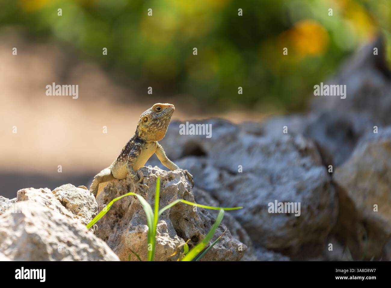 A large wild lizard on a rock Stock Photo - Alamy