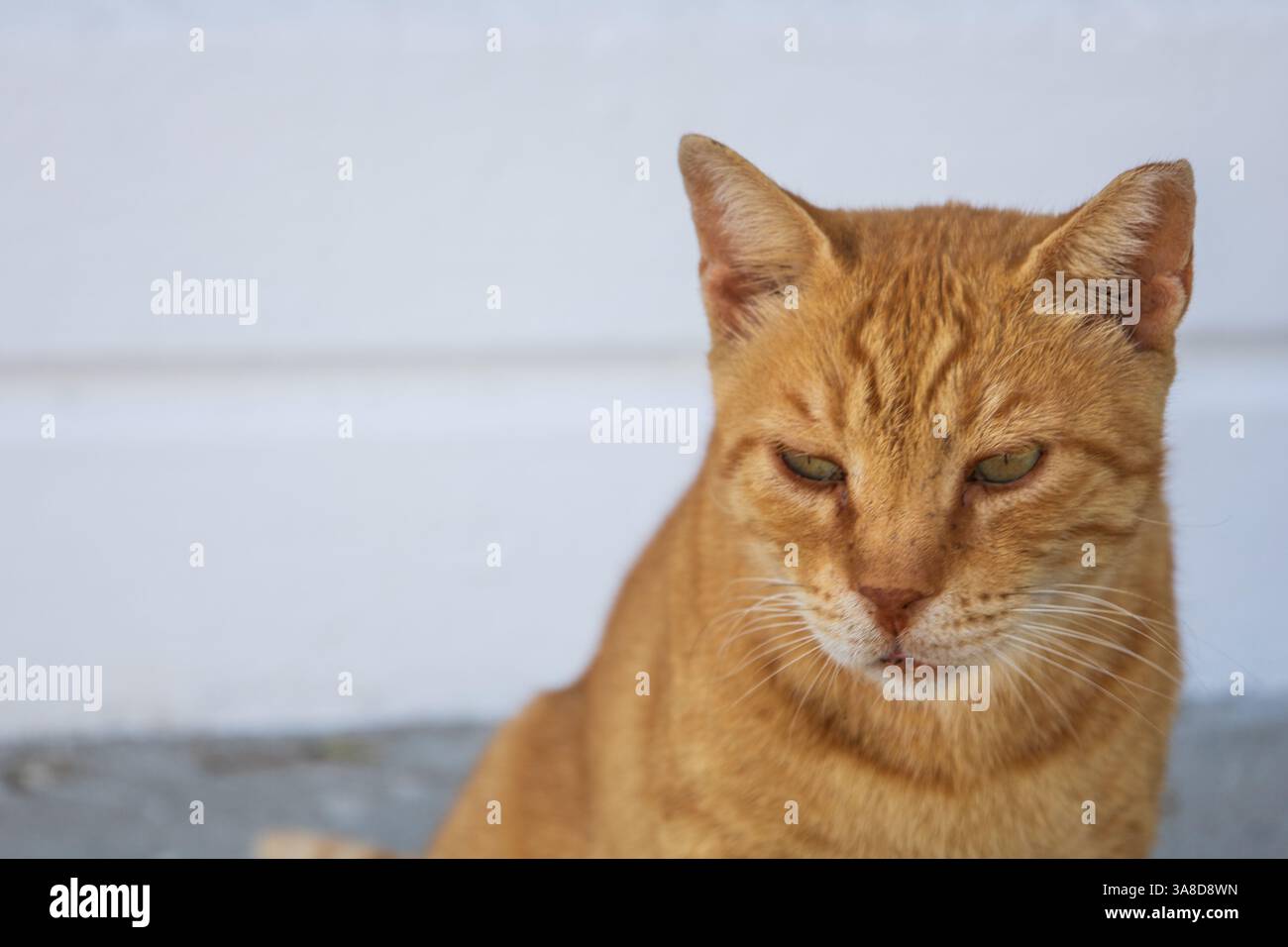 Wild street tabby cat. Cat in the streets Stock Photo - Alamy