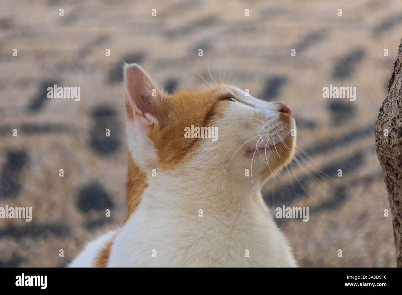 Wild street tabby cat. Cat in the streets Stock Photo - Alamy